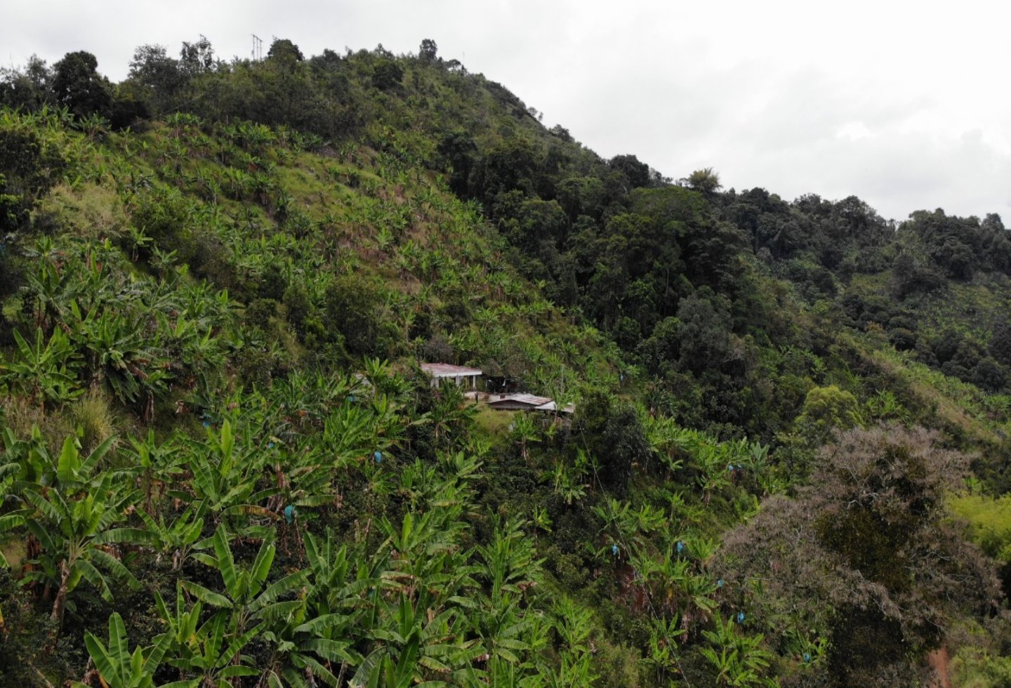 Caso Uribe Fiscalía Embargó Finca De Los Familiares De Monsalve Rcn Radio 