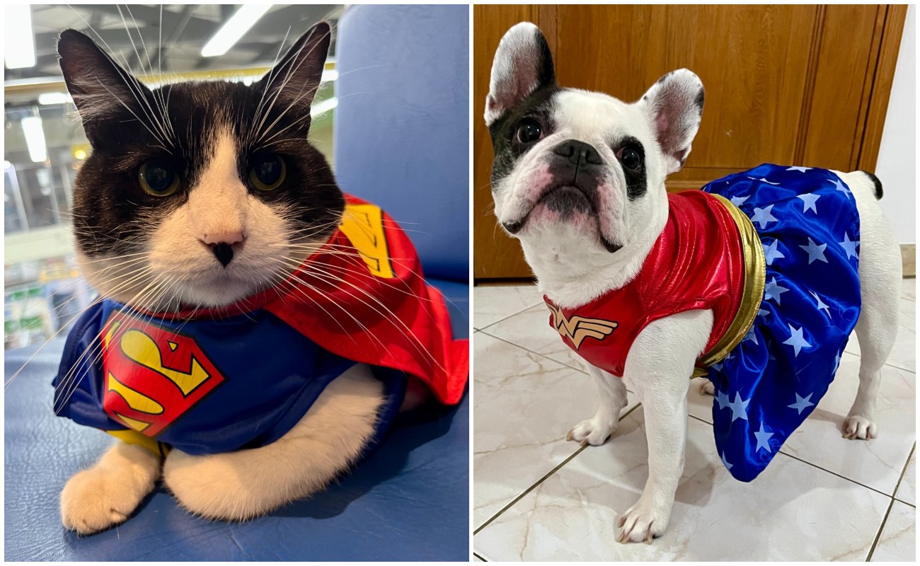 Desfile De Mascotas Disfrazadas Bogotá Fecha Hora Y Cómo Participar
